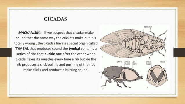 INSECTS SOUND PRODUCTION MACHANISM | PPTX | Beekeeping | Hobbies ...