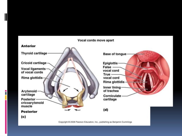 Sound production in humans | PPT