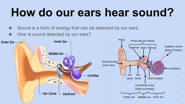 Sounds all around us ( Class 5 ) | PDF