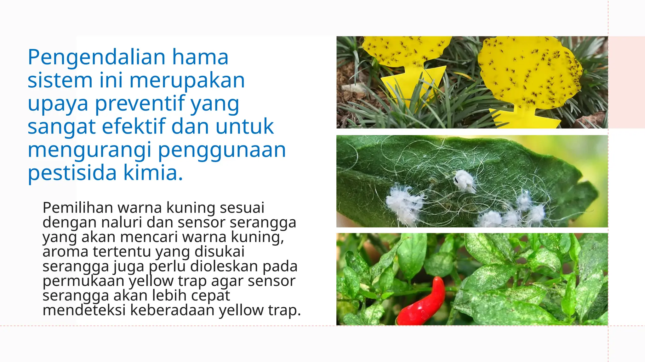 Materi Soundslide Pembuatan Yellow Trap | PPTX