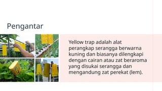 Materi Soundslide Pembuatan Yellow Trap | PPTX