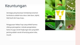 Materi Soundslide Pembuatan Yellow Trap | PPTX