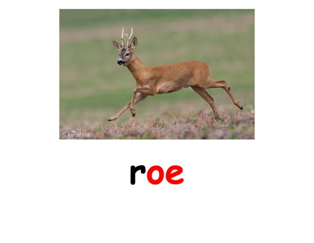 Sounds of ew and oe | DOC