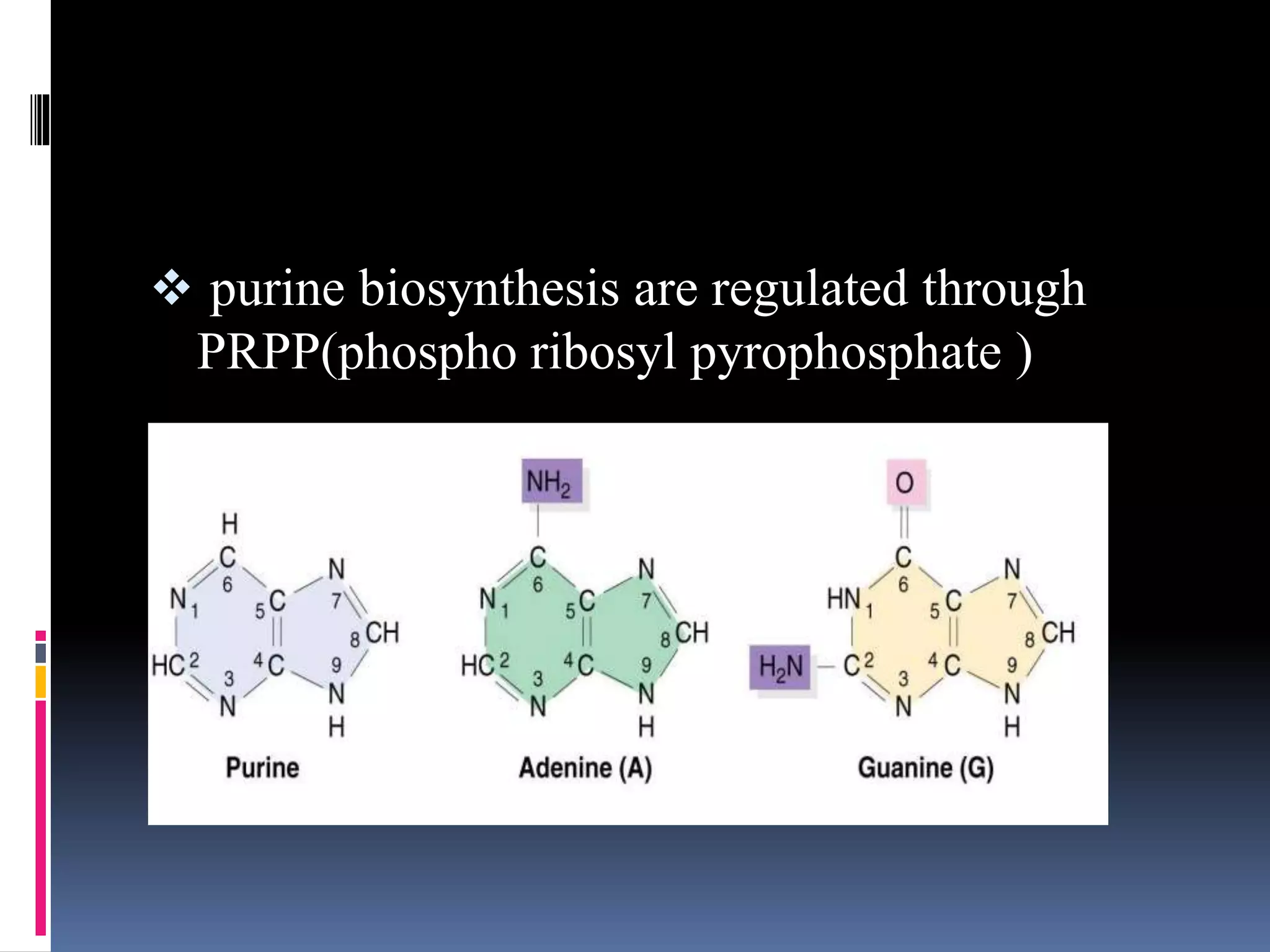 biosynthesis of purine | PPTX