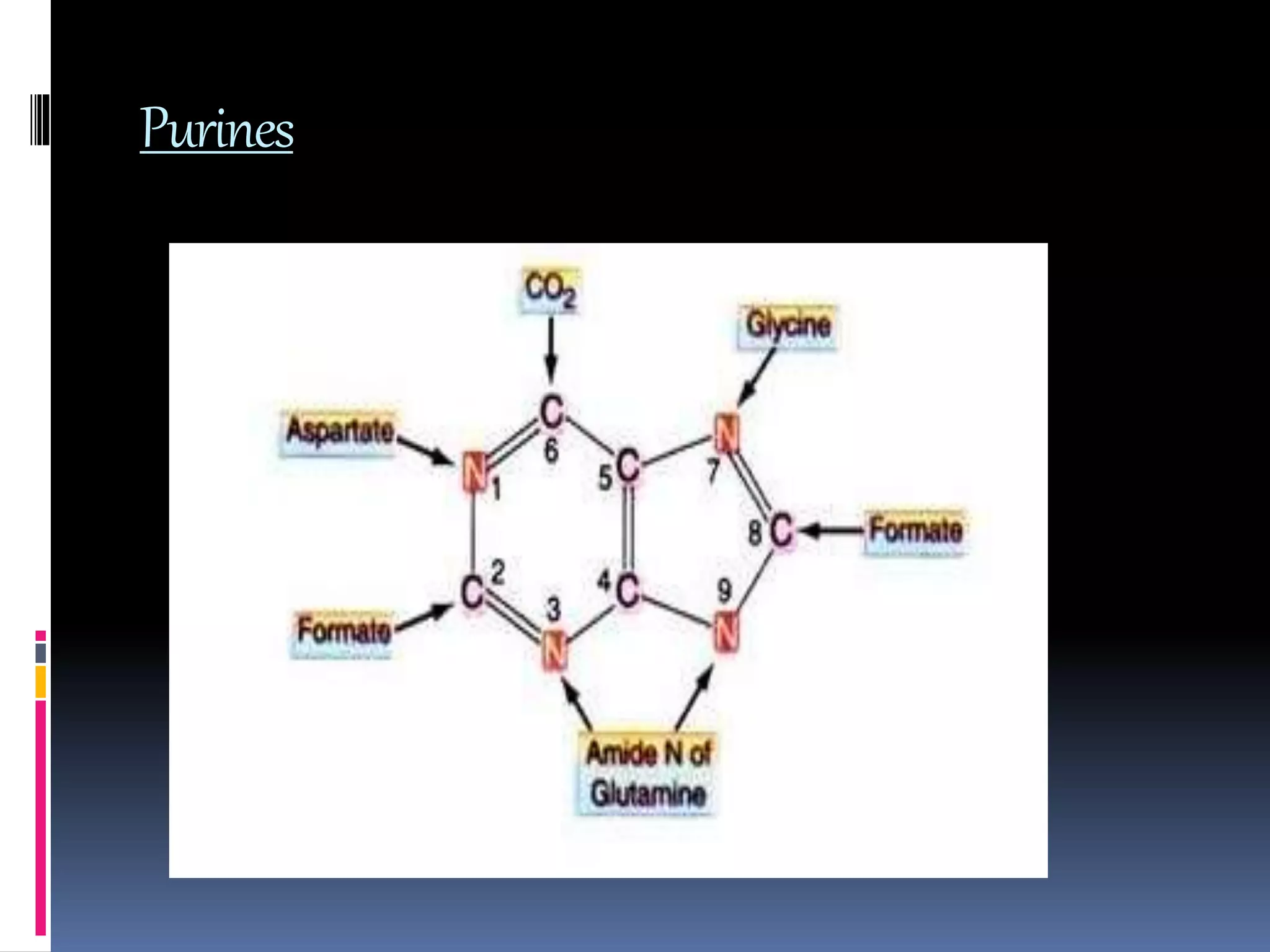 biosynthesis of purine | PPTX