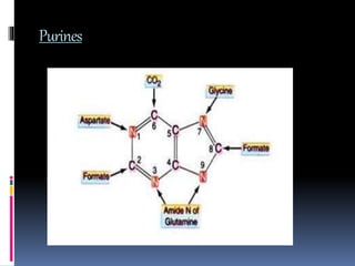 biosynthesis of purine | PPTX