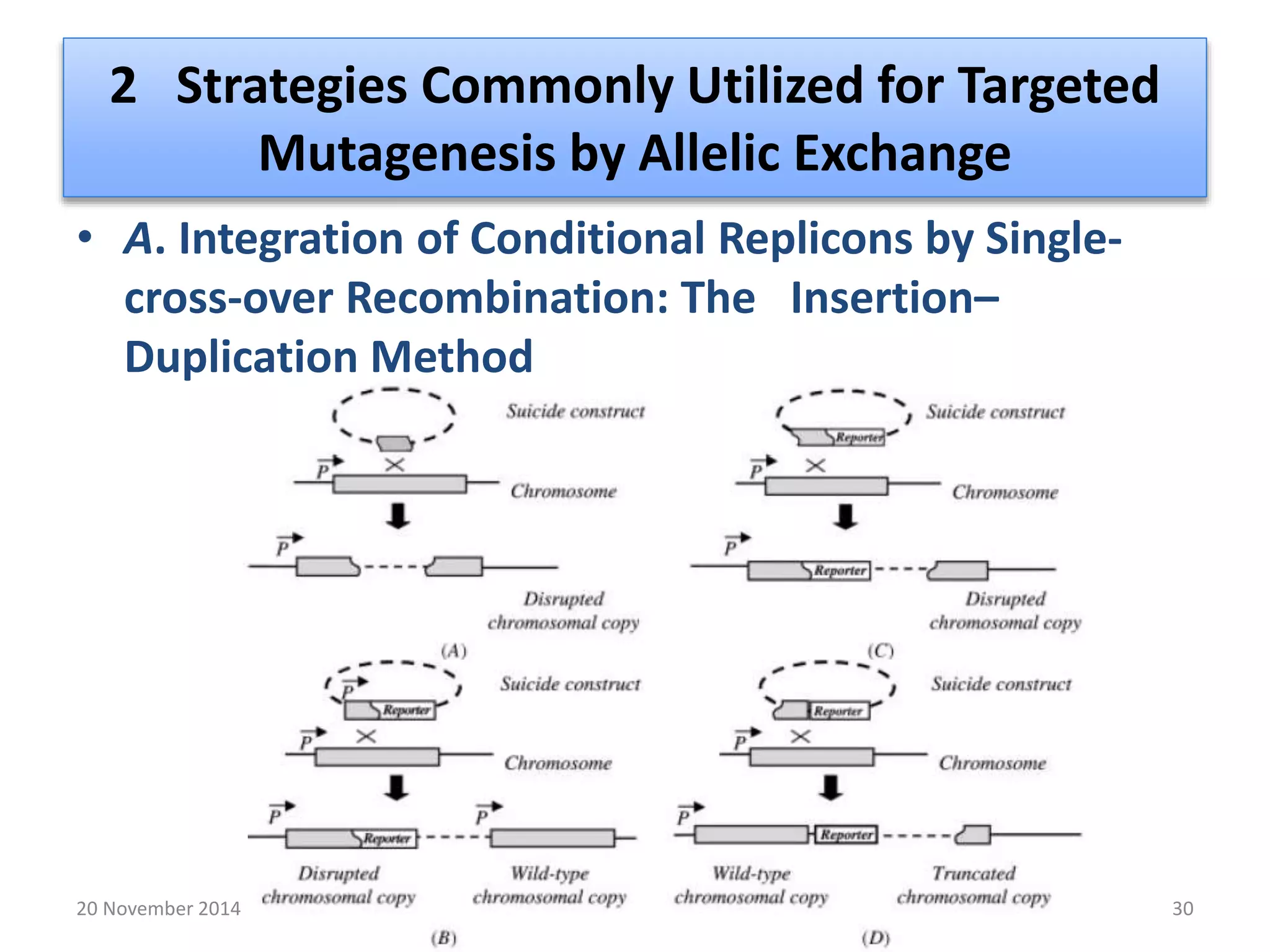 transposon mediated mutagenesis | PPTX