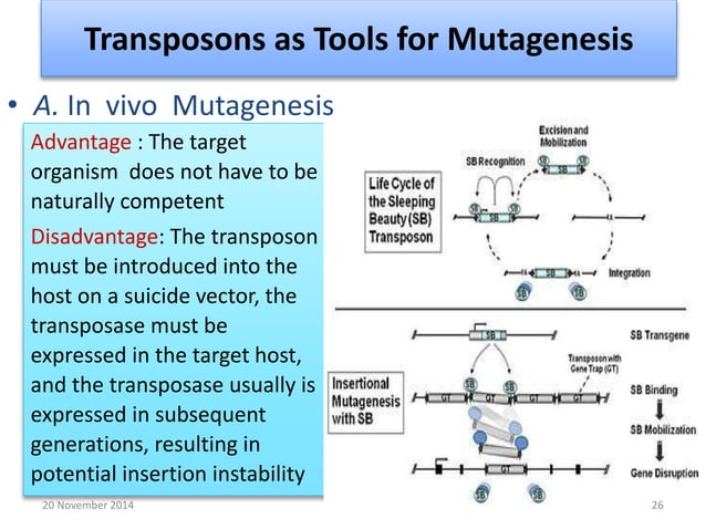 transposon mediated mutagenesis | PPTX