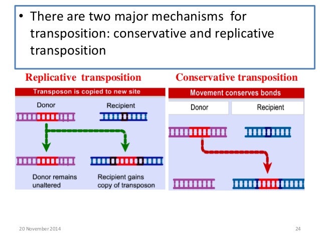 transposon mediated mutagenesis