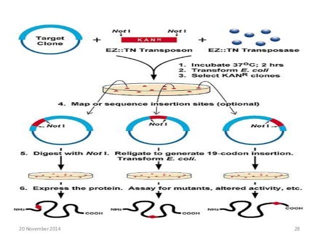 transposon mediated mutagenesis