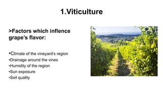WINE PRODUCTION STEPS. | PPT