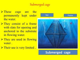 CAGE CULTURE OF FISH THEIR TREND,STATUS AND PRODUCTION | PPTX