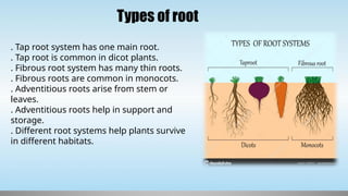 Sourabh ppt.pptx about morphology of the flowering plants | PPTX