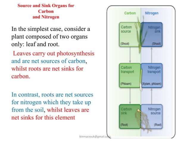 SOURCE-SINK relationship.pptx | Gardening | Home & Garden