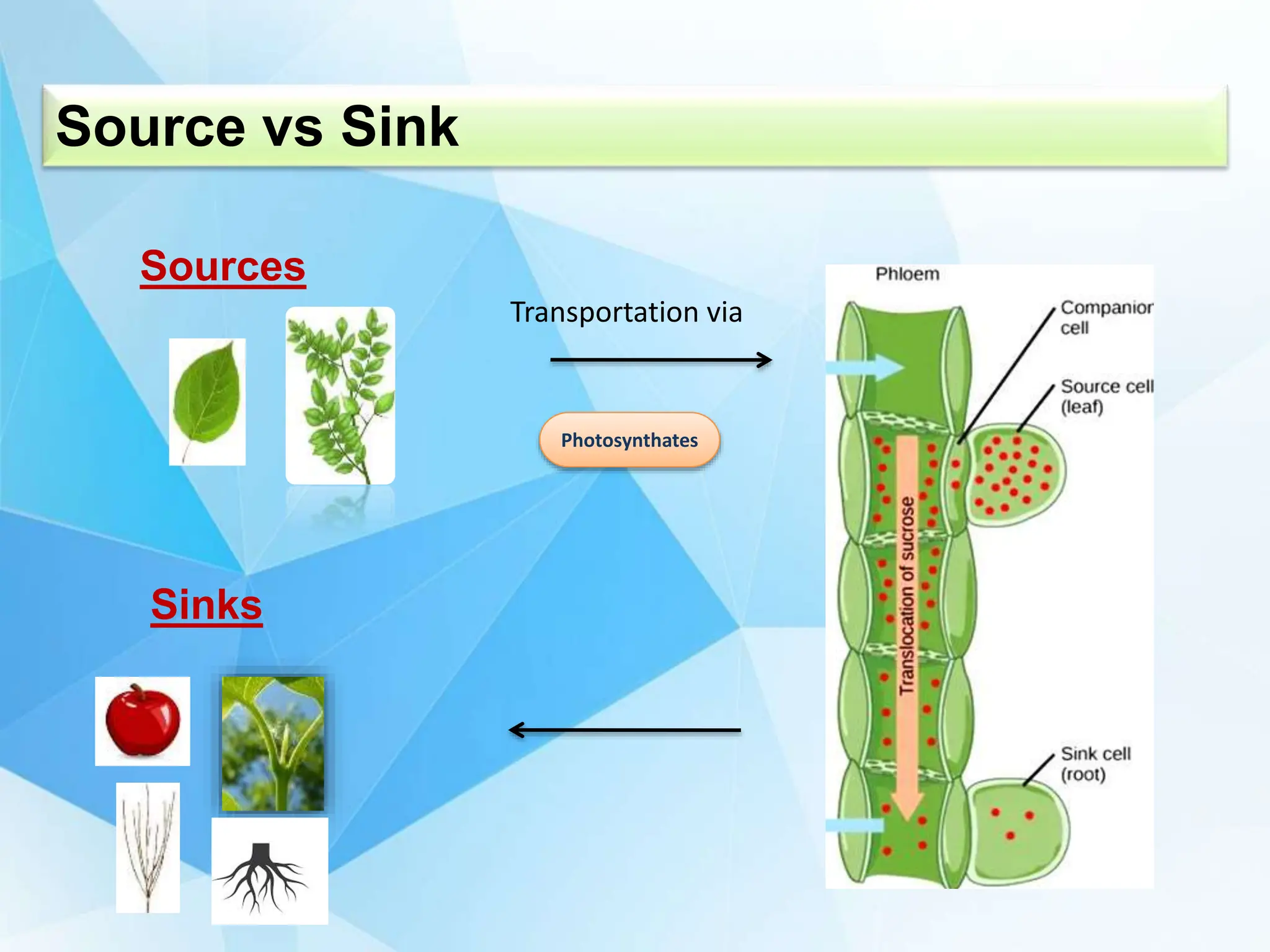 Source and sink regulation.pptx