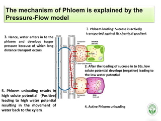 Source and sink regulation.pptx