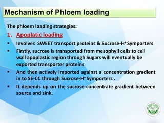 Source and sink regulation.pptx