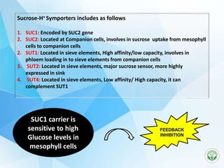 Source and sink regulation.pptx