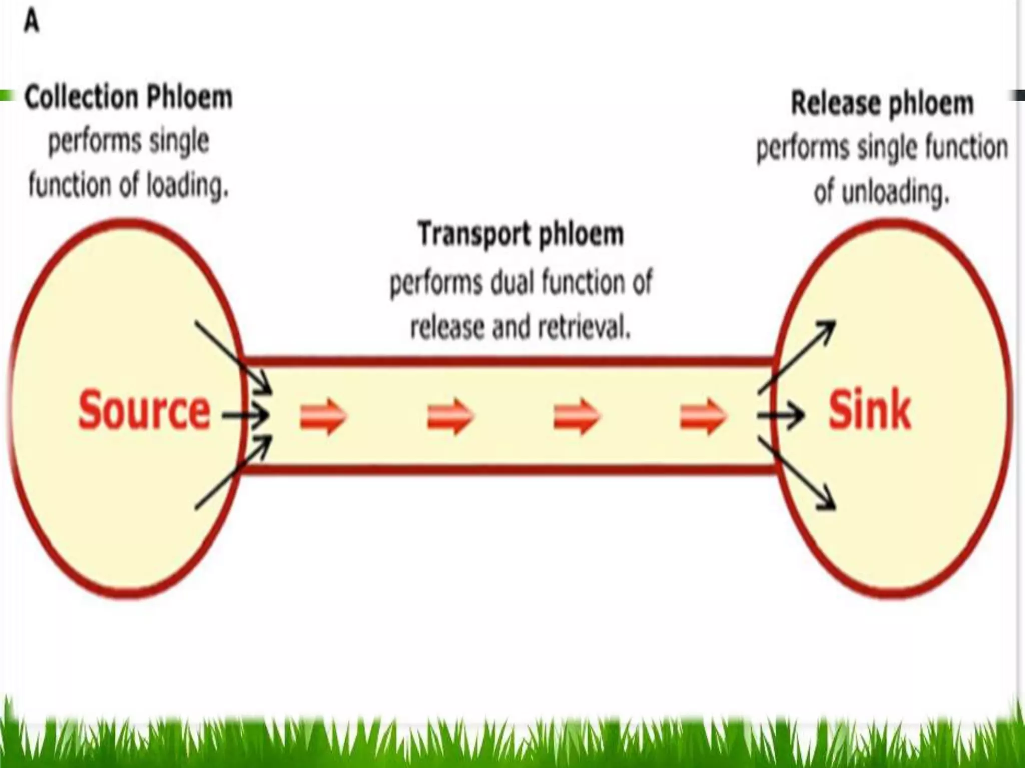Source and sink relationship pptx.pptx