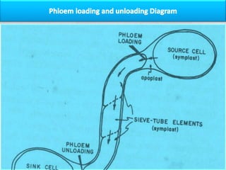 Source and sink relationship pptx.pptx | Gardening | Home & Garden