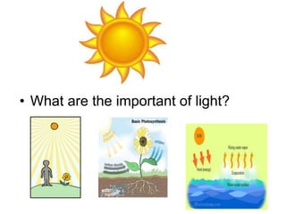 Source of Light | PPTX