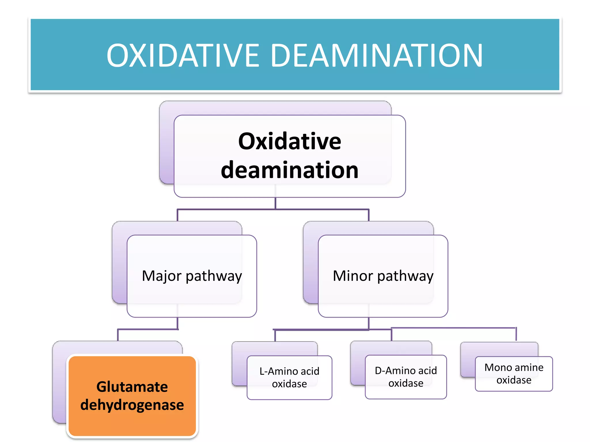 Source of NH3 for human body, Oxidative and Non-oxidative deaminations ...