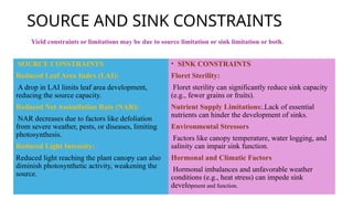SOURCE SINK RELATIONSHIP AND INFLUENCE ON GROWTH | PPTX