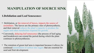 SOURCE SINK RELATIONSHIP AND INFLUENCE ON GROWTH | PPTX