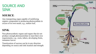 SOURCE SINK RELATIONSHIP AND INFLUENCE ON GROWTH | PPTX