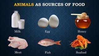 Sources of food Class 6 | PPTX