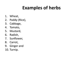 Sources of Herbs- Biological & Geographical | PPTX