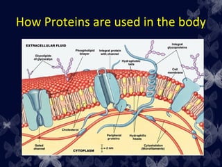 Sources of proteins | PPT