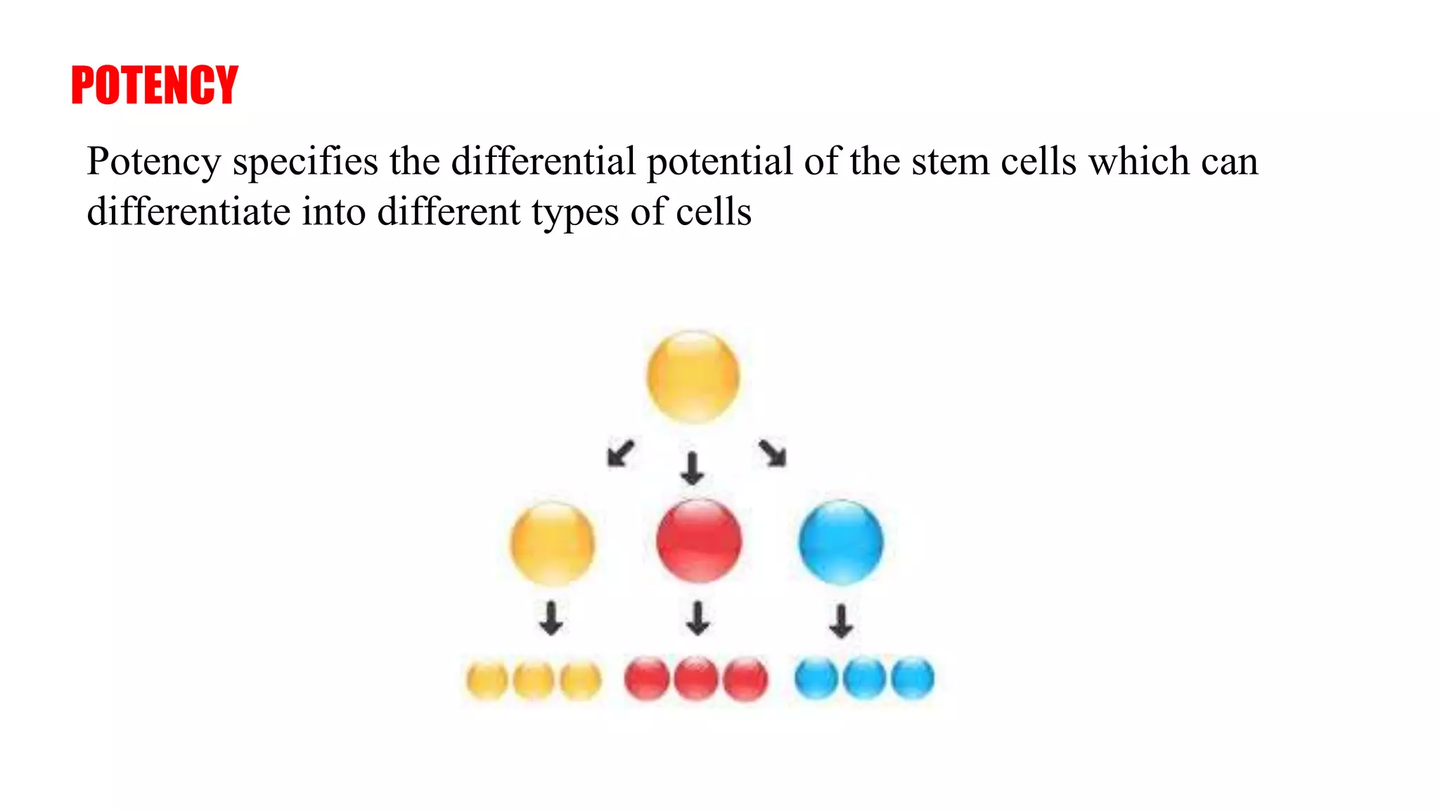 Sources of stem cells | PPTX