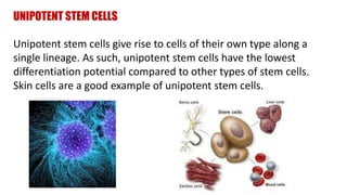 Sources of stem cells | PPTX