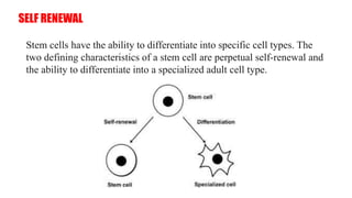 Sources of stem cells | PPTX