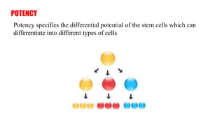 Sources of stem cells | PPTX