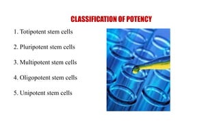Sources of stem cells | PPTX