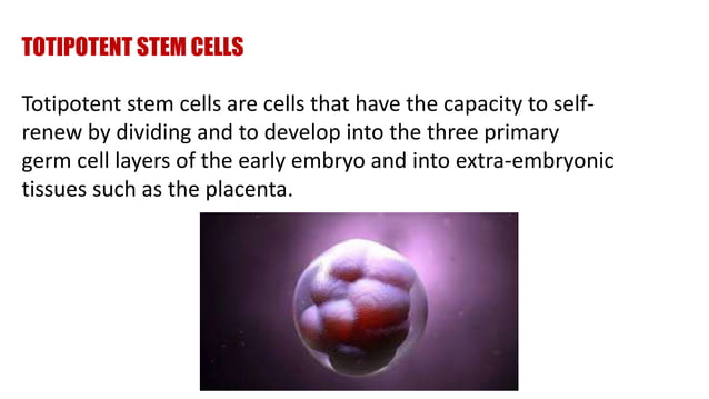 Sources of stem cells | PPTX