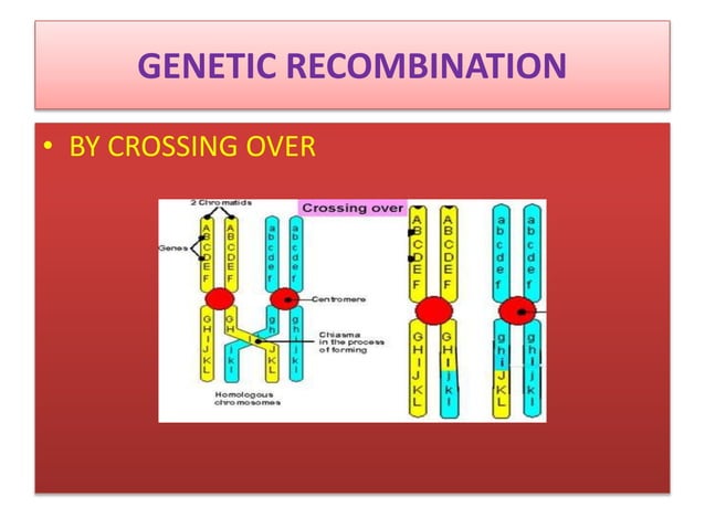 Sources of variation in organic evolution | PPTX | Genetics | Science