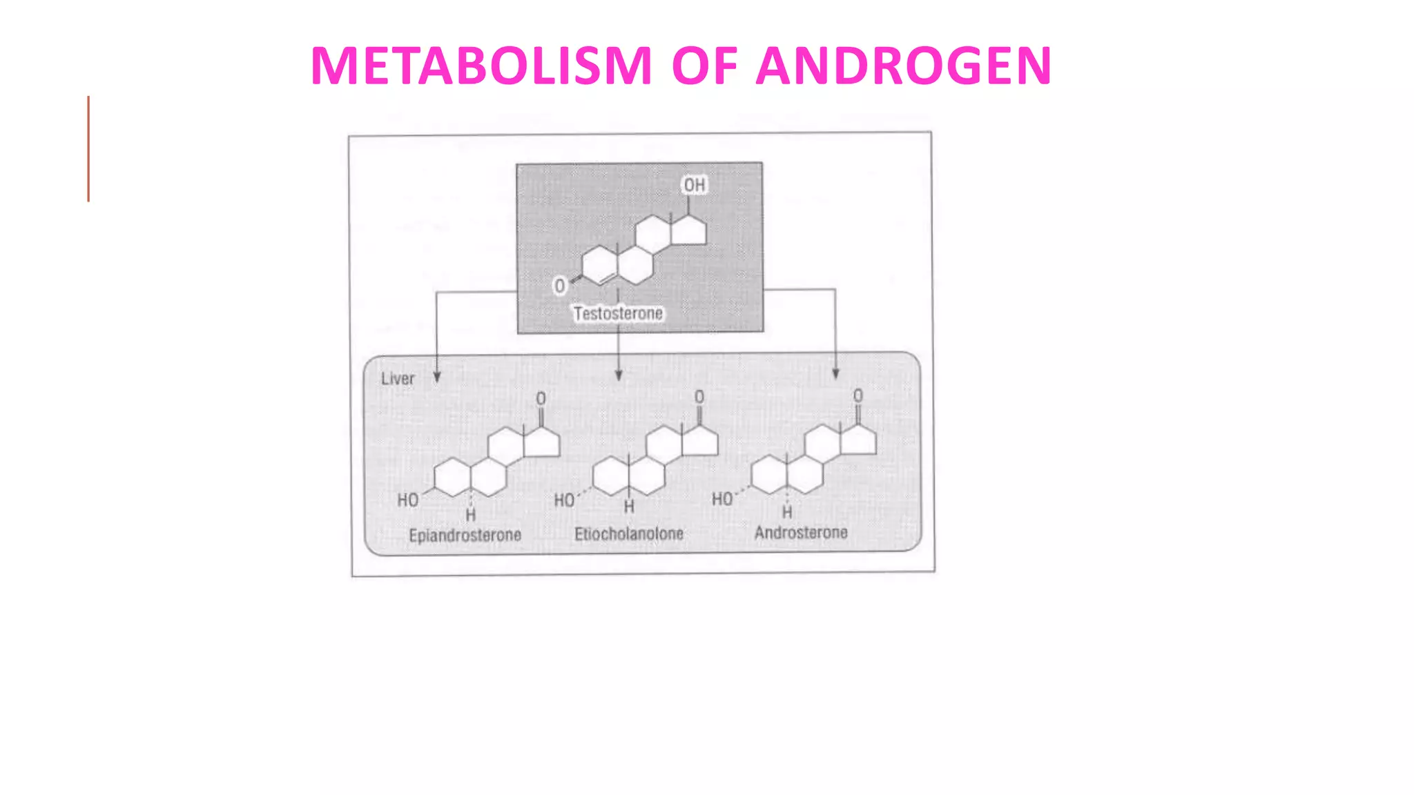 Source, synthesis and metabolism of androgens | PPSX