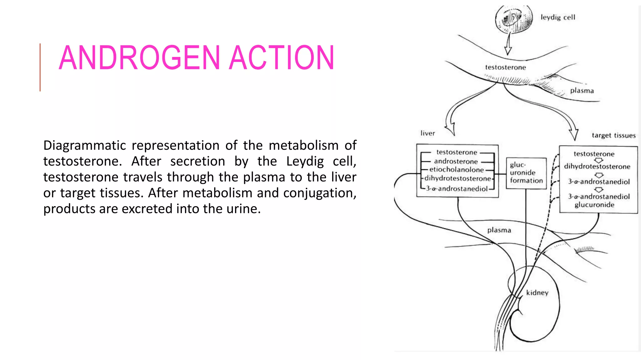 Source, synthesis and metabolism of androgens | PPSX
