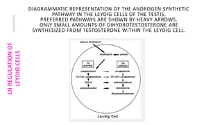 Source, synthesis and metabolism of androgens | PPSX