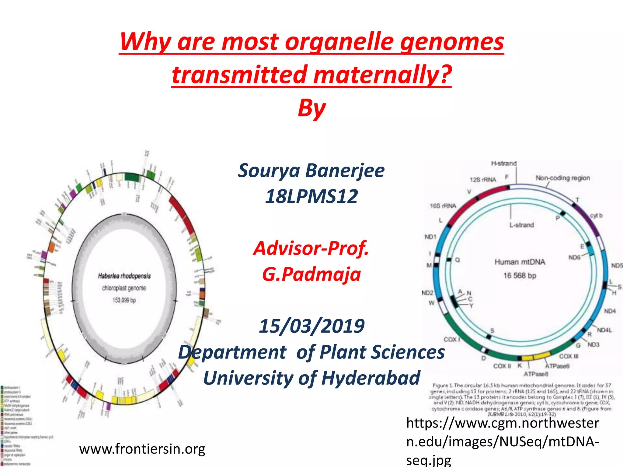 Why are most organelle genomes transmitted maternally? | PPT