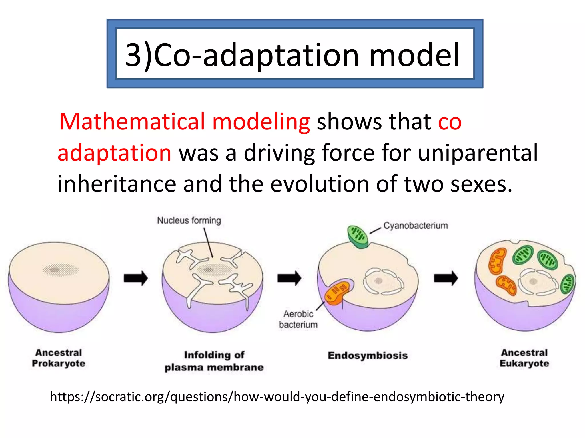 Why are most organelle genomes transmitted maternally? | PPT