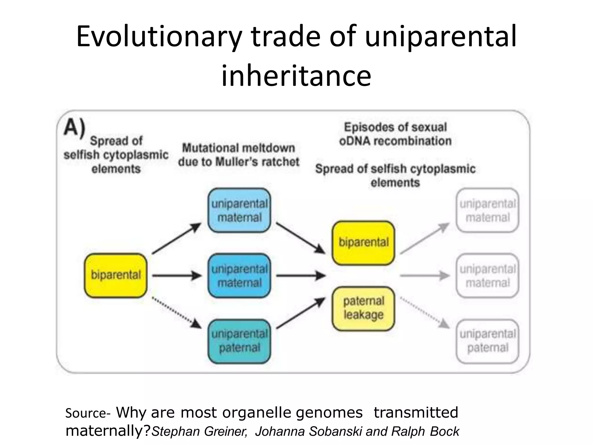 Why are most organelle genomes transmitted maternally? | PPT