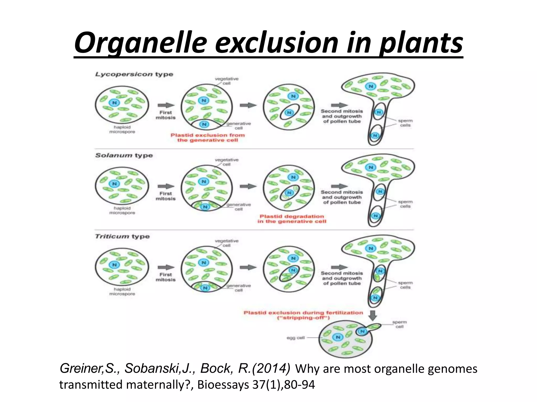 Why are most organelle genomes transmitted maternally? | PPT