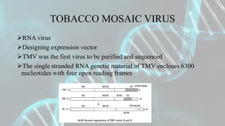 Cloning vectors for higher plants and animals | PDF