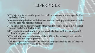 Cloning vectors for higher plants and animals | PDF