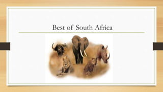 South african tourism, the big five | PPTX | Hunting and Shooting | Sports