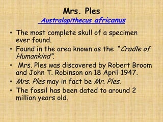 South african women | PPT